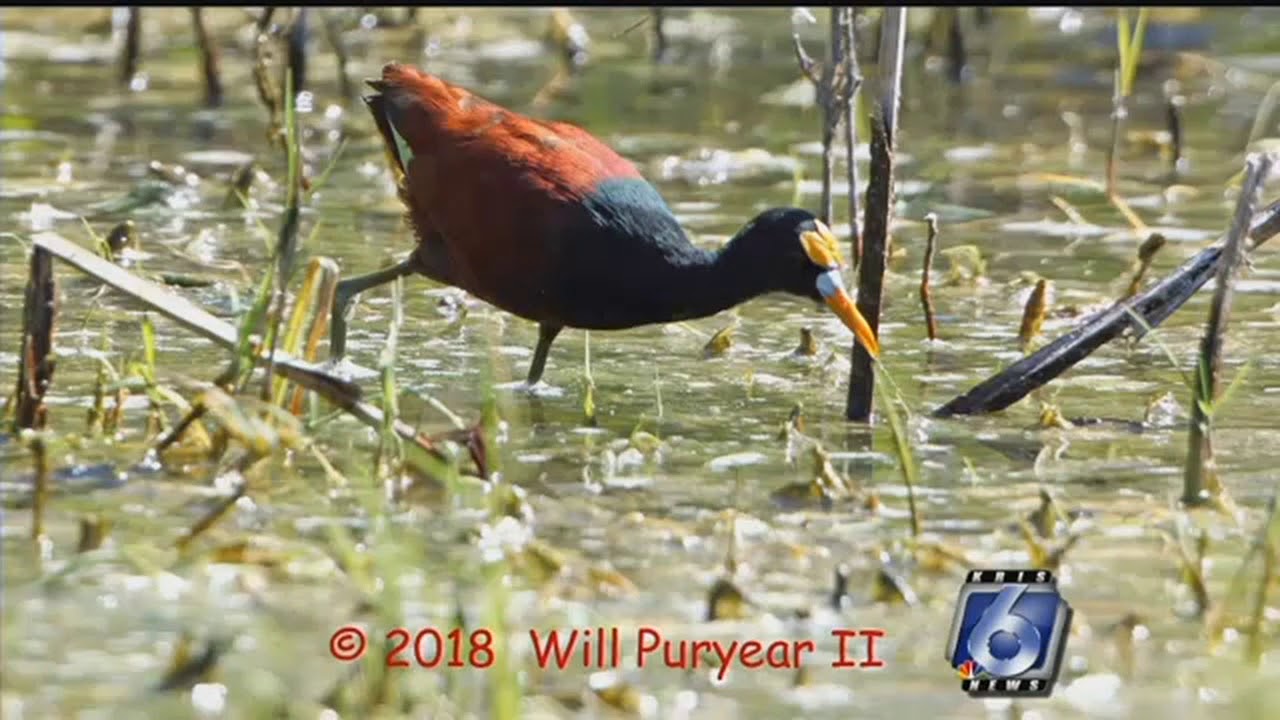 Rare bird spotted at South Texas Botanical Garden - YouTube