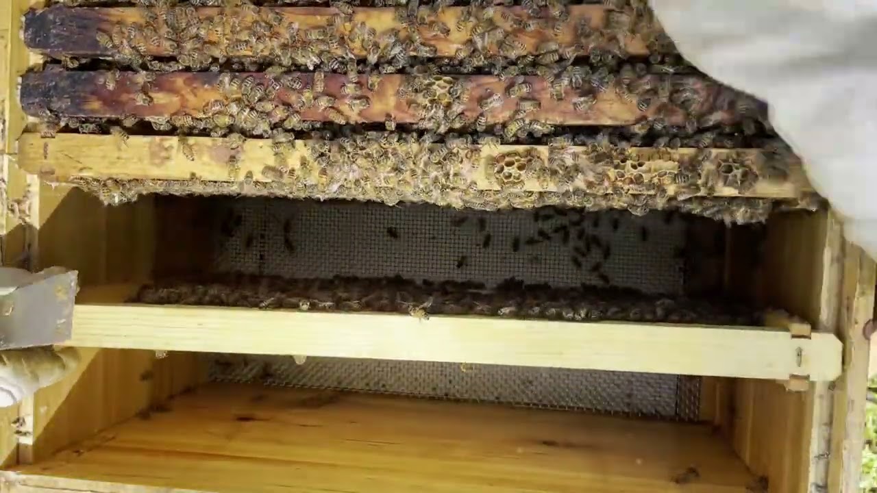 Episode #97 - Merging Hive Resources to Strengthen a Colony for Winter - YouTube