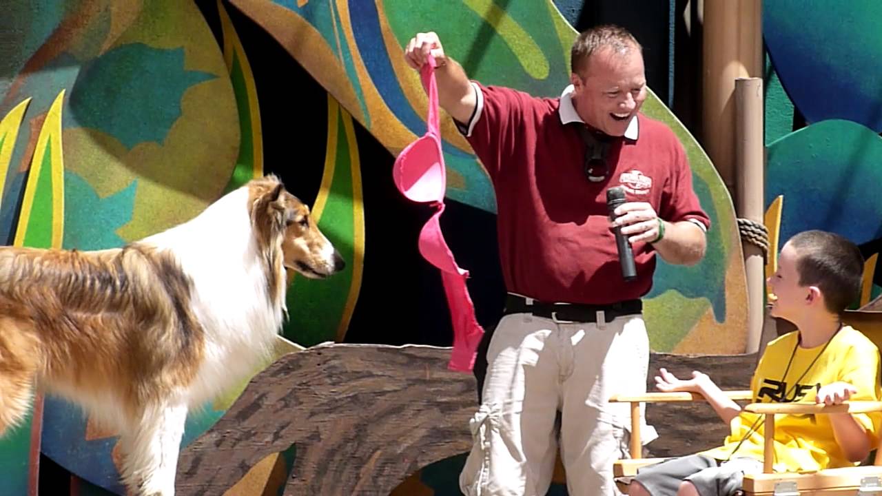 Chimpanzee and lassie type dog at animal show, Universal Studios ...