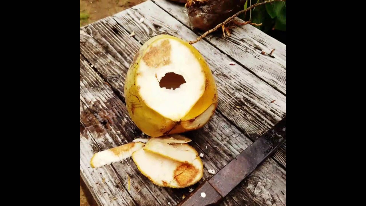Opening a Coconut in French Polynesia - YouTube