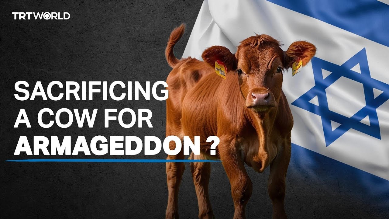 Sacrificing red cows: The Jewish prophecy to replace Al Aqsa - YouTube