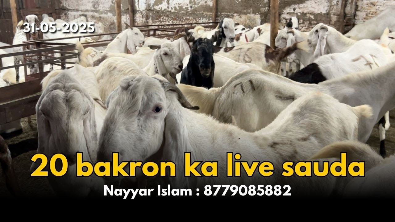 20 Bakron Ka Live Sauda | Bakra Eid 2025 | Best Goat farm | Nayyar Fram ...