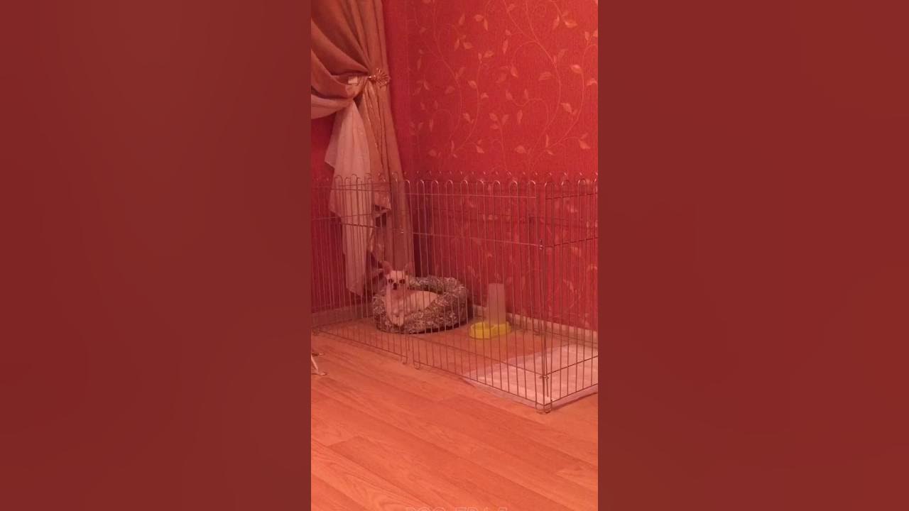 Вольер для чихуахуа - YouTube