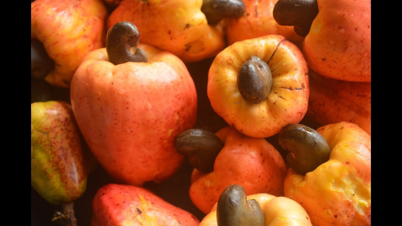 Nutritional Benefits of Costa Rican Cashew Fruit - YouTube