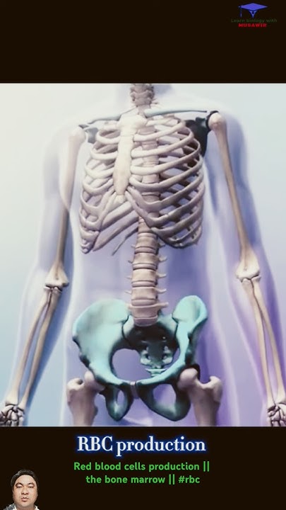 Red blood cells production || the bone marrow || #rbc - YouTube