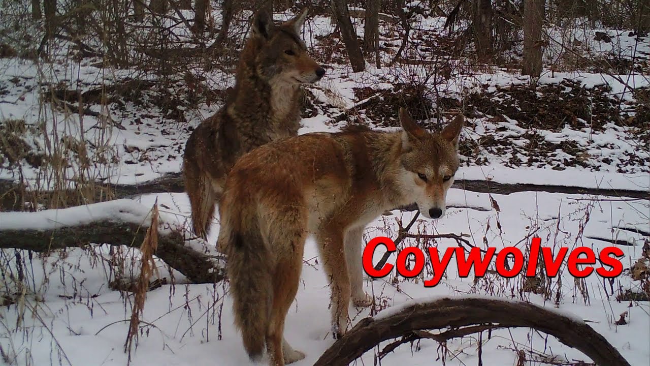 COYWOLVES - YouTube