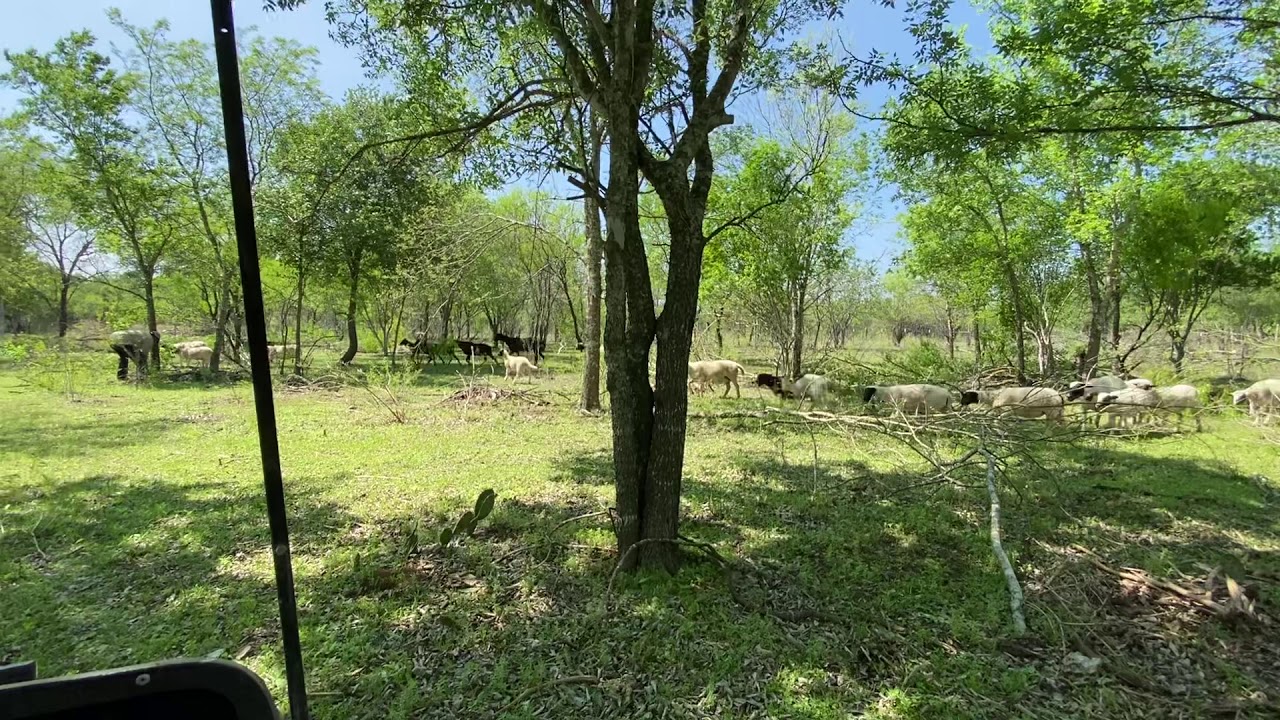 Calling the Sheep & Goats with a Chainsaw - YouTube