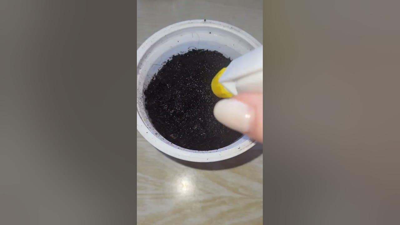 ТОМАТ на РАННИЙ УРОЖАЙ ни забот ни хлопот - YouTube