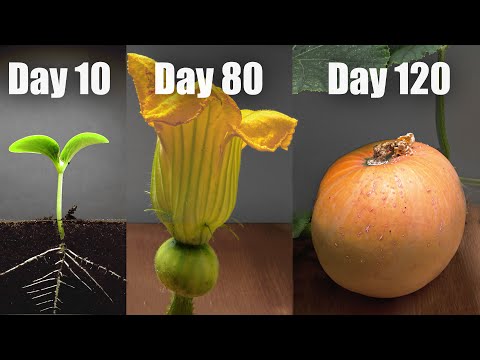 Pumpkin growing from Seed to the mature Fruit 🎃 EPIC Time Lapse [Full]