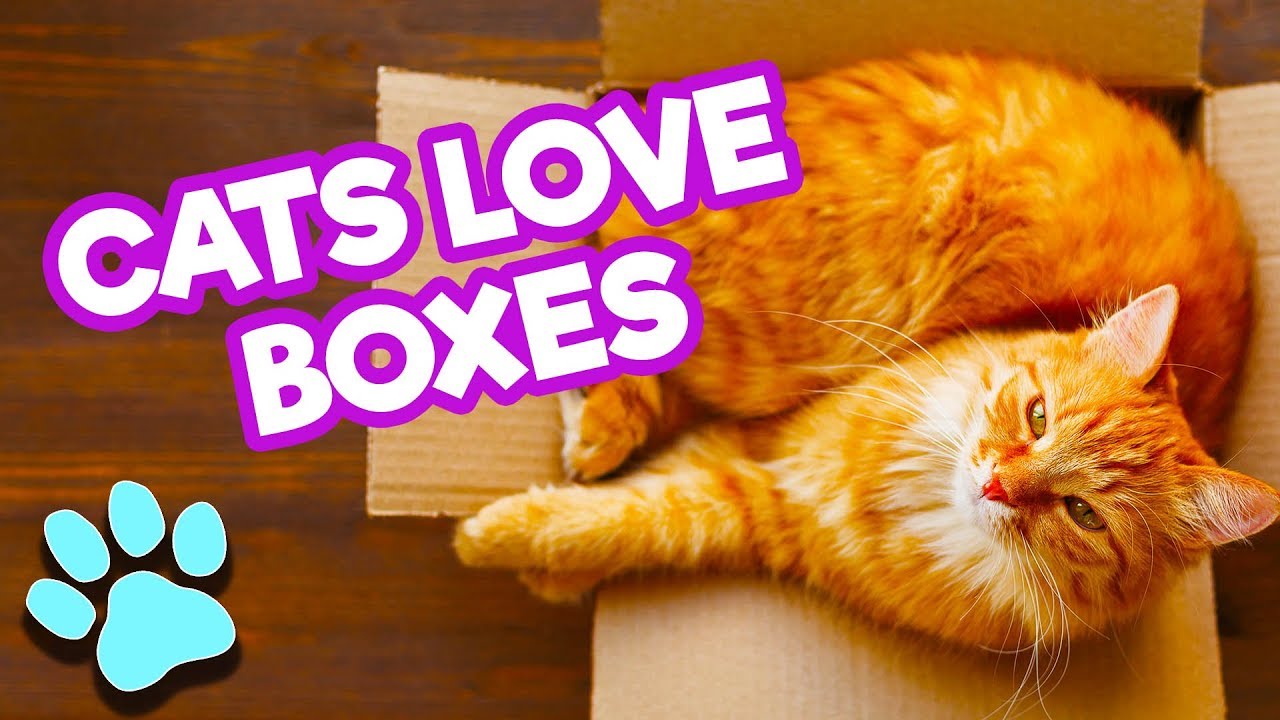 Cats LOVE Boxes | Funny Cats Compilation | #thatpetlife - YouTube