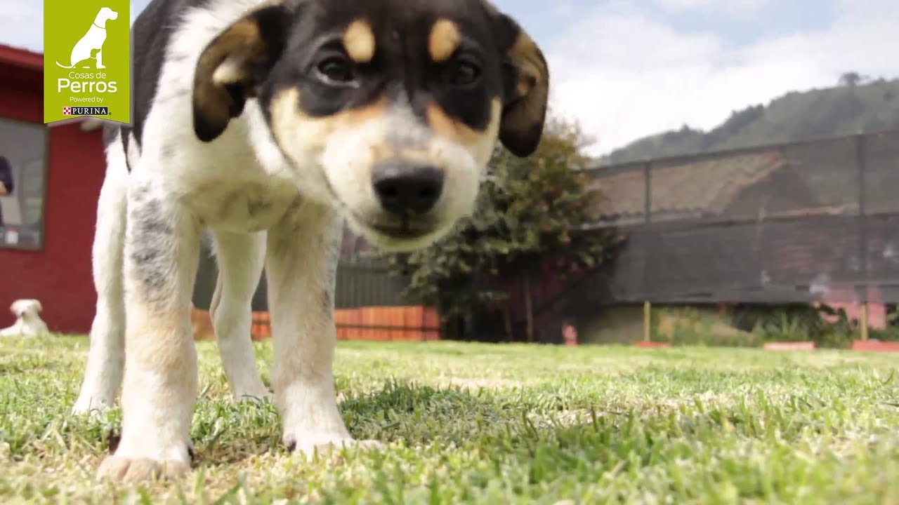 Perros Criollos | Cosas de Perros - YouTube