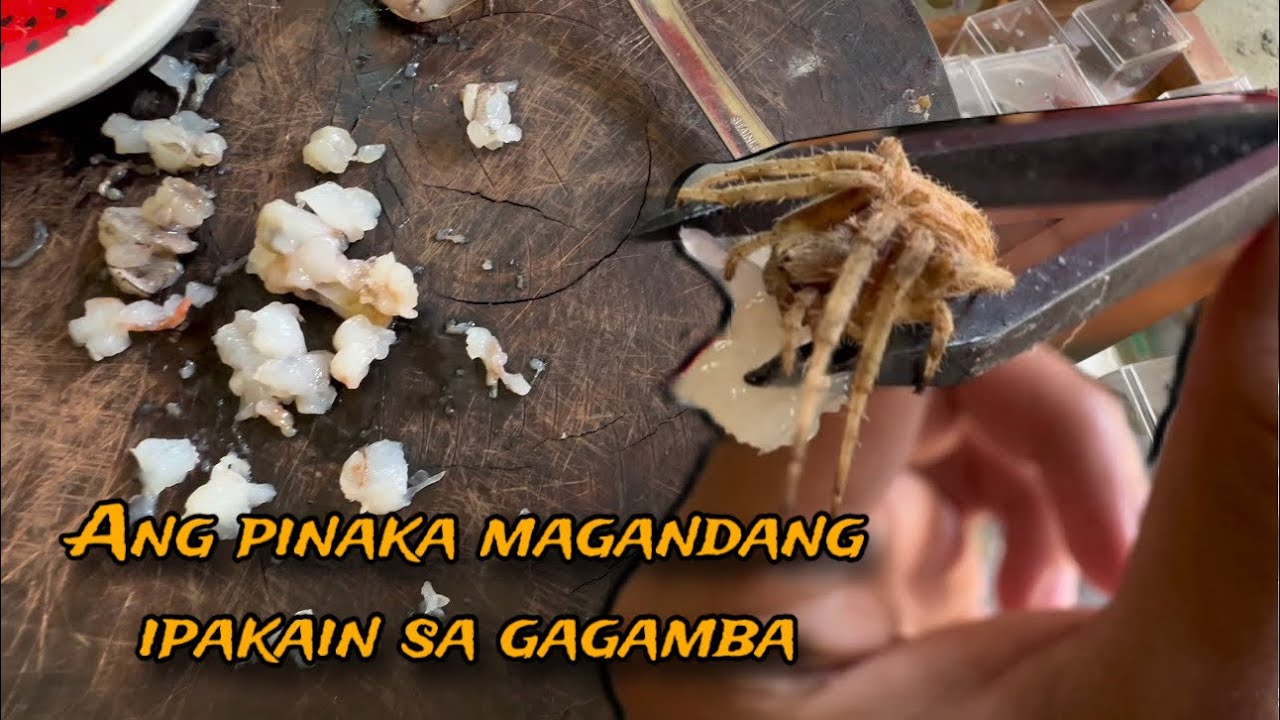 ANG PINAKA MAGANDANG IPAKAIN SA GAGAMBA - YouTube