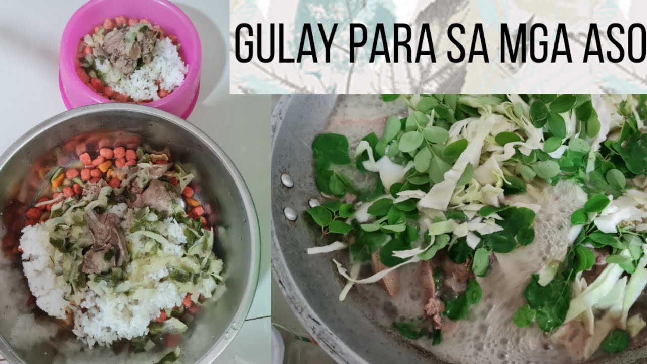 HOME-MADE food for my dogs ||RIZZA LEVANTINO - YouTube