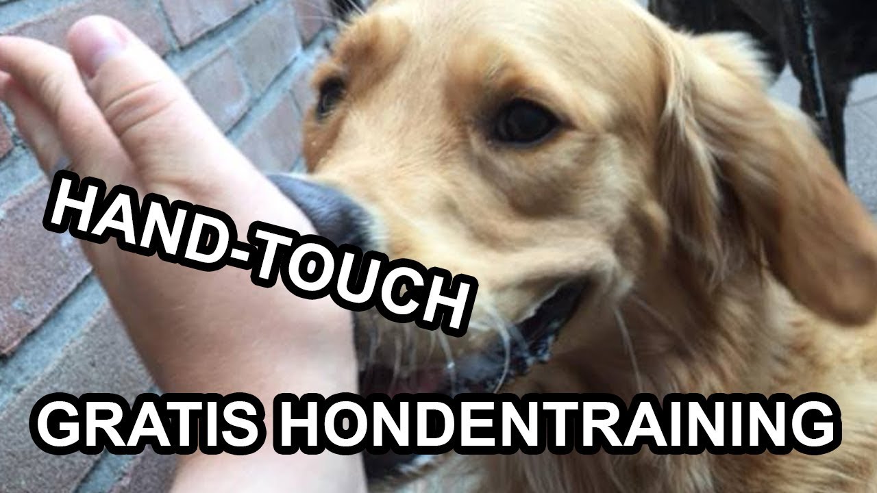 Hand-touch, leer je hond je hand aan te raken met zijn neus[theorie ...