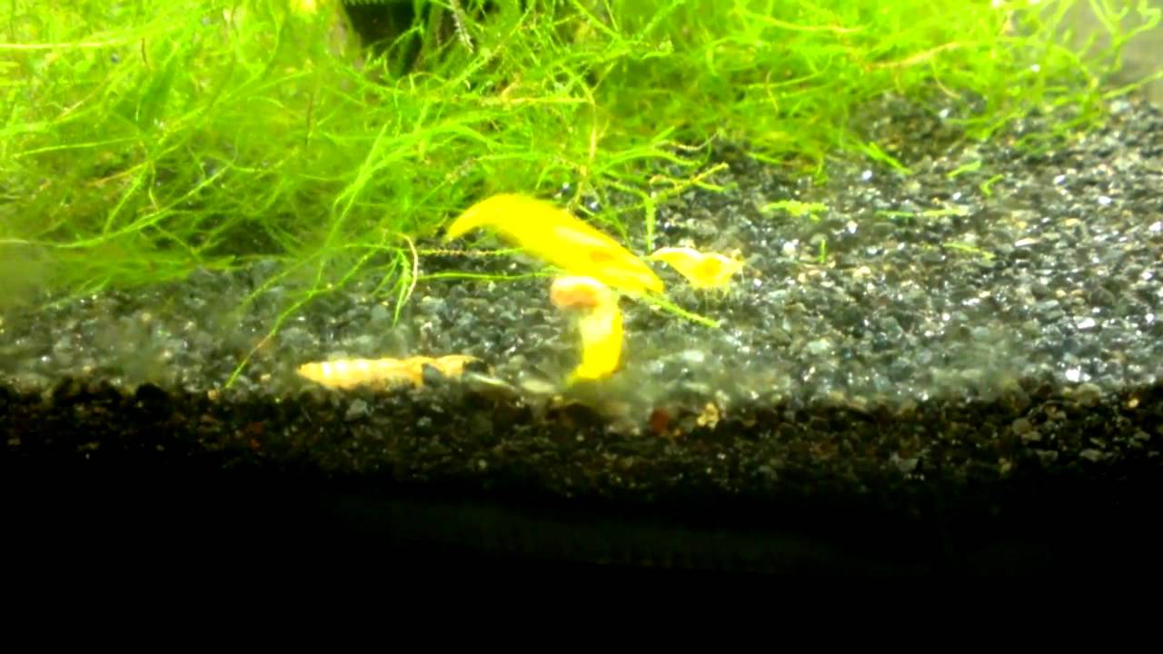 Micro Crab; Yellow Shrimp Fighting - YouTube