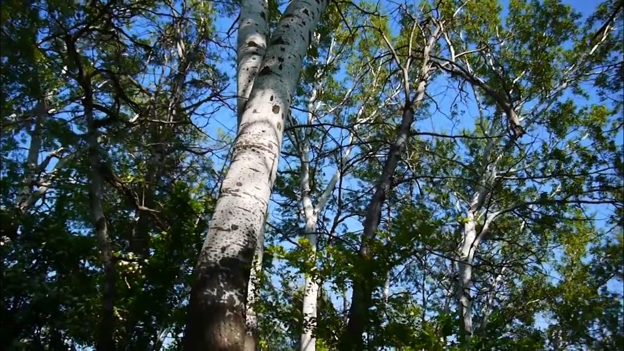 Тополиная роща - YouTube