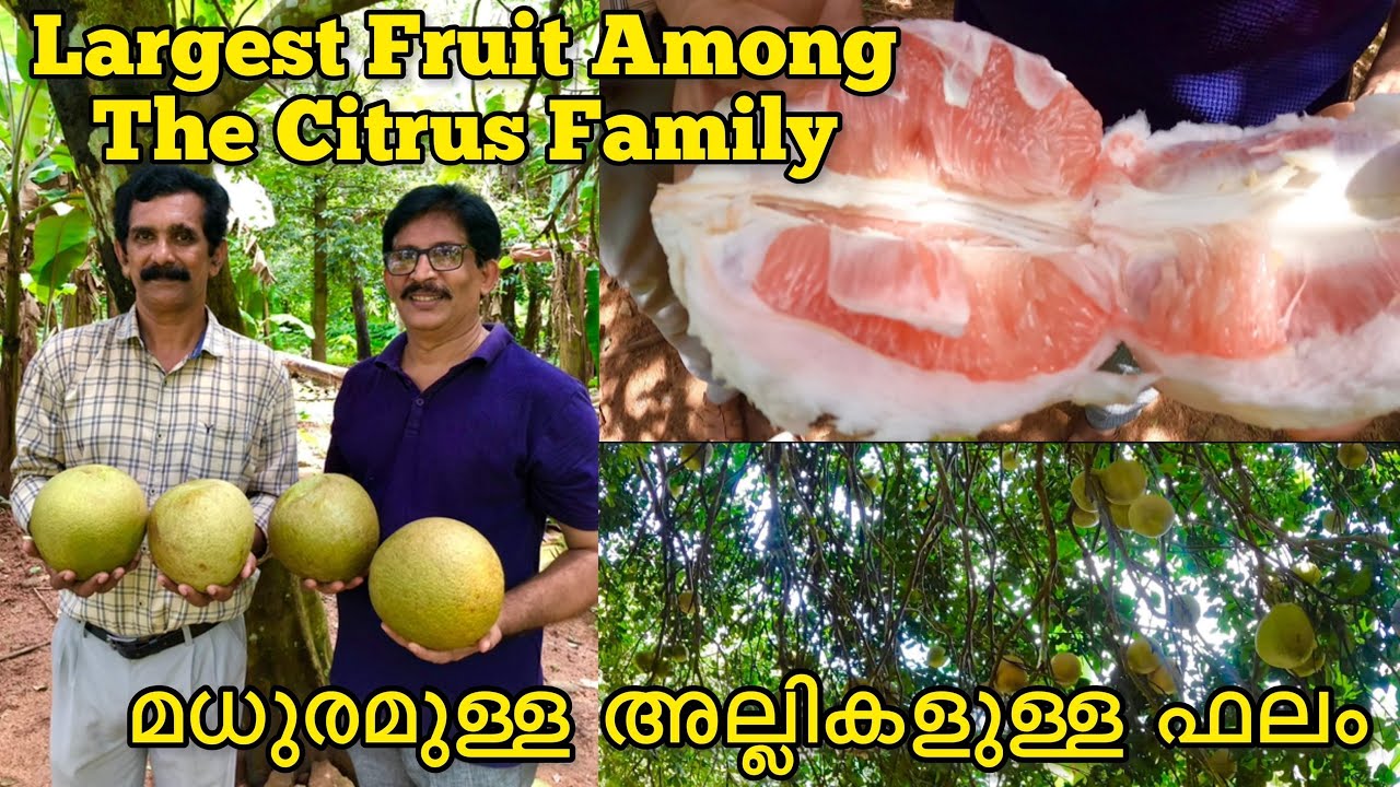How to Cut & Eat Babloos Naranga |Pomelo Peeling|Kambili Naranga ...