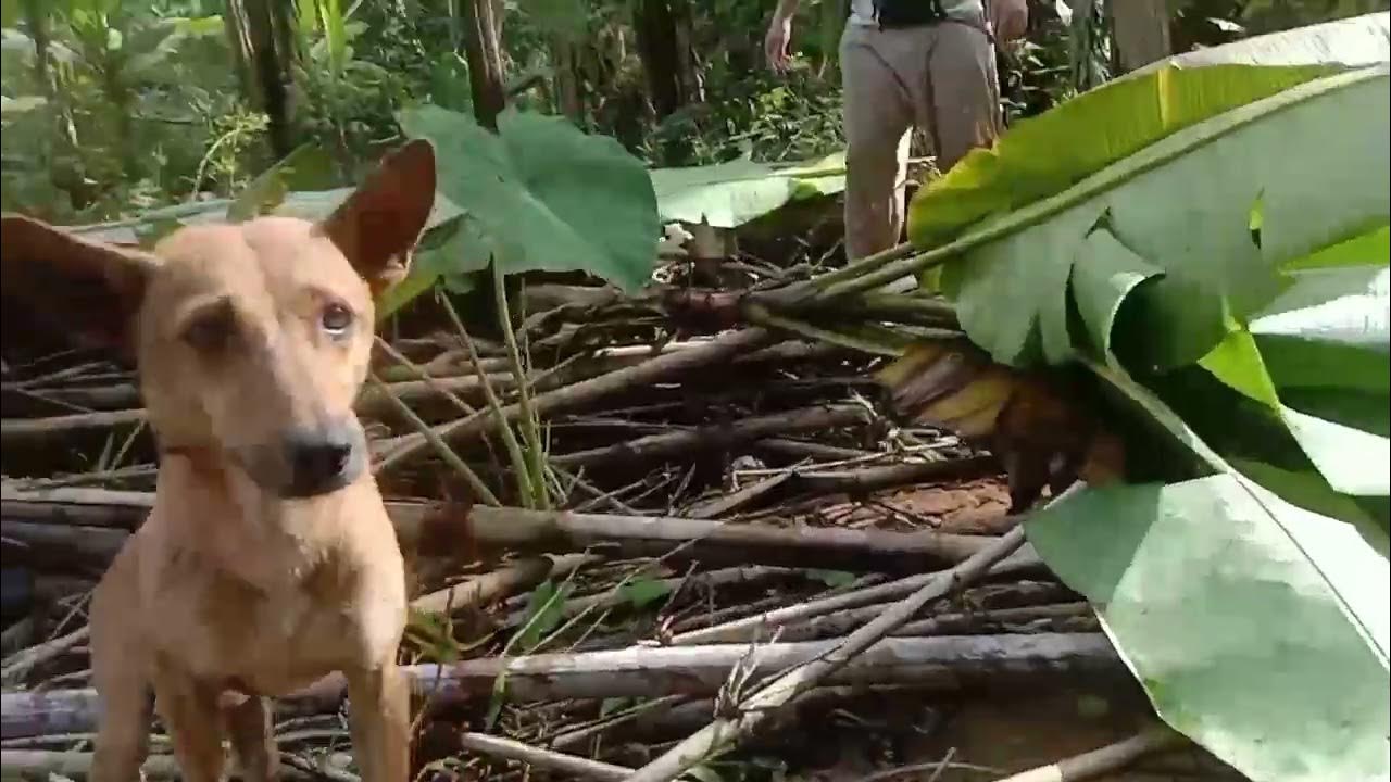 hnub no mus caum npua teb tua tau ib tug loj kawg - YouTube