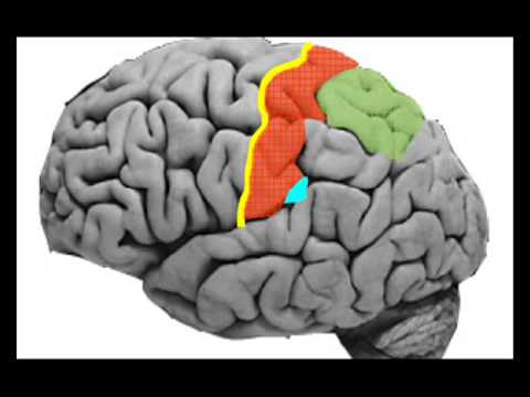 lobulos parietales - YouTube