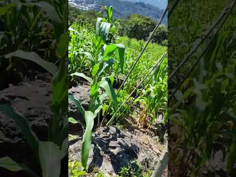 tocób municipio de Tila Chiapas - YouTube