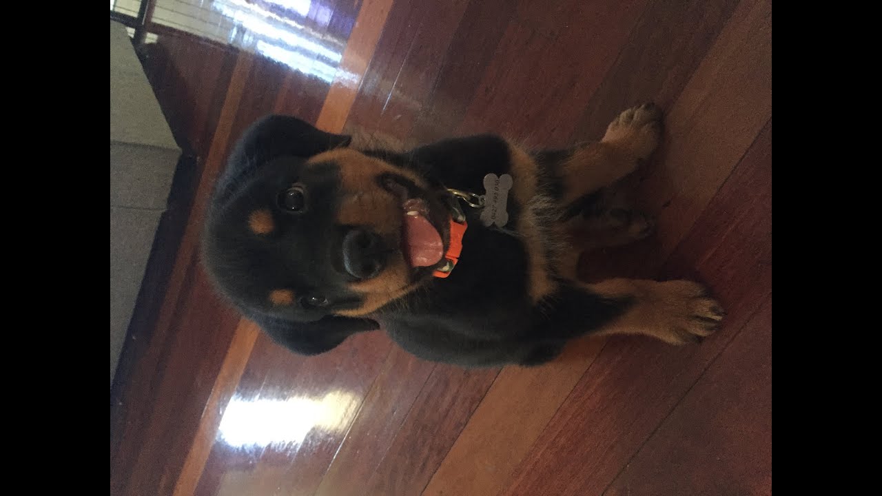 My Puppy Learning to Shake - YouTube