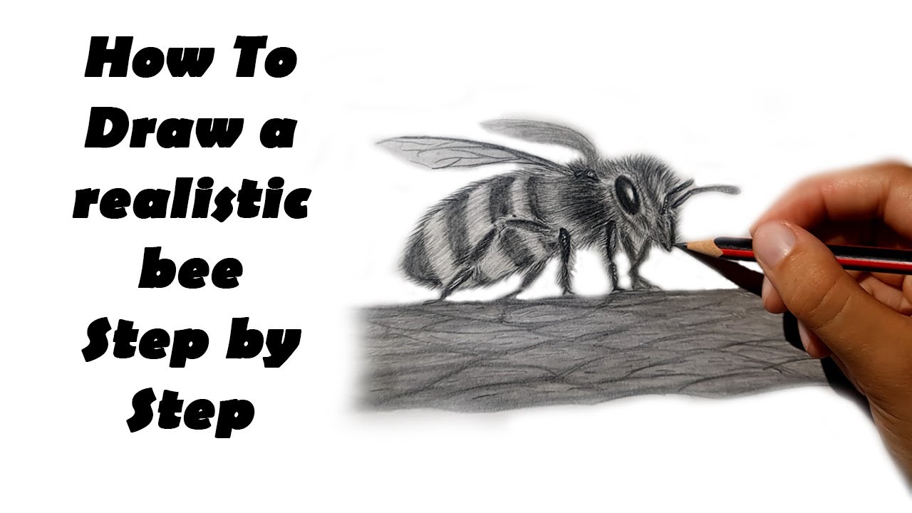 How To Draw a Realistic Bee | Step-by -Step [FOR BEGINENRS] - YouTube
