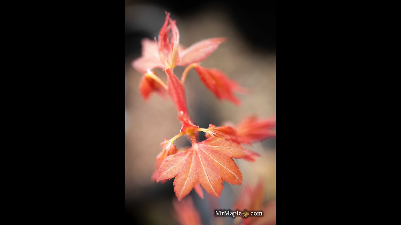 Acer palmatum 'Pink Panther' Pink Japanese Maple - YouTube