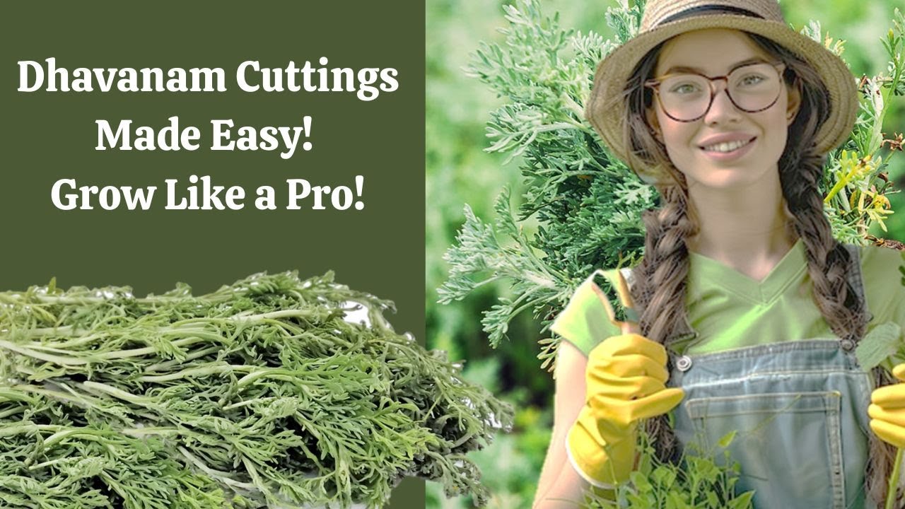 Dhavanam Cuttings Made Easy! Grow Like a Pro! - YouTube