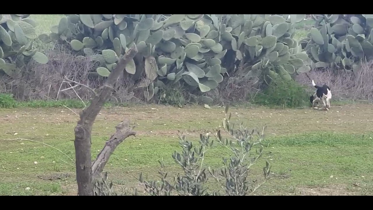 ΙΧΝΗΛΑΤΗΣΗ ΛΑΓΟΥ ΚΑΒΑΛΑ ΤΑ ΣΚΥΛΙΑ 11/2/2023🐇!!!. - YouTube