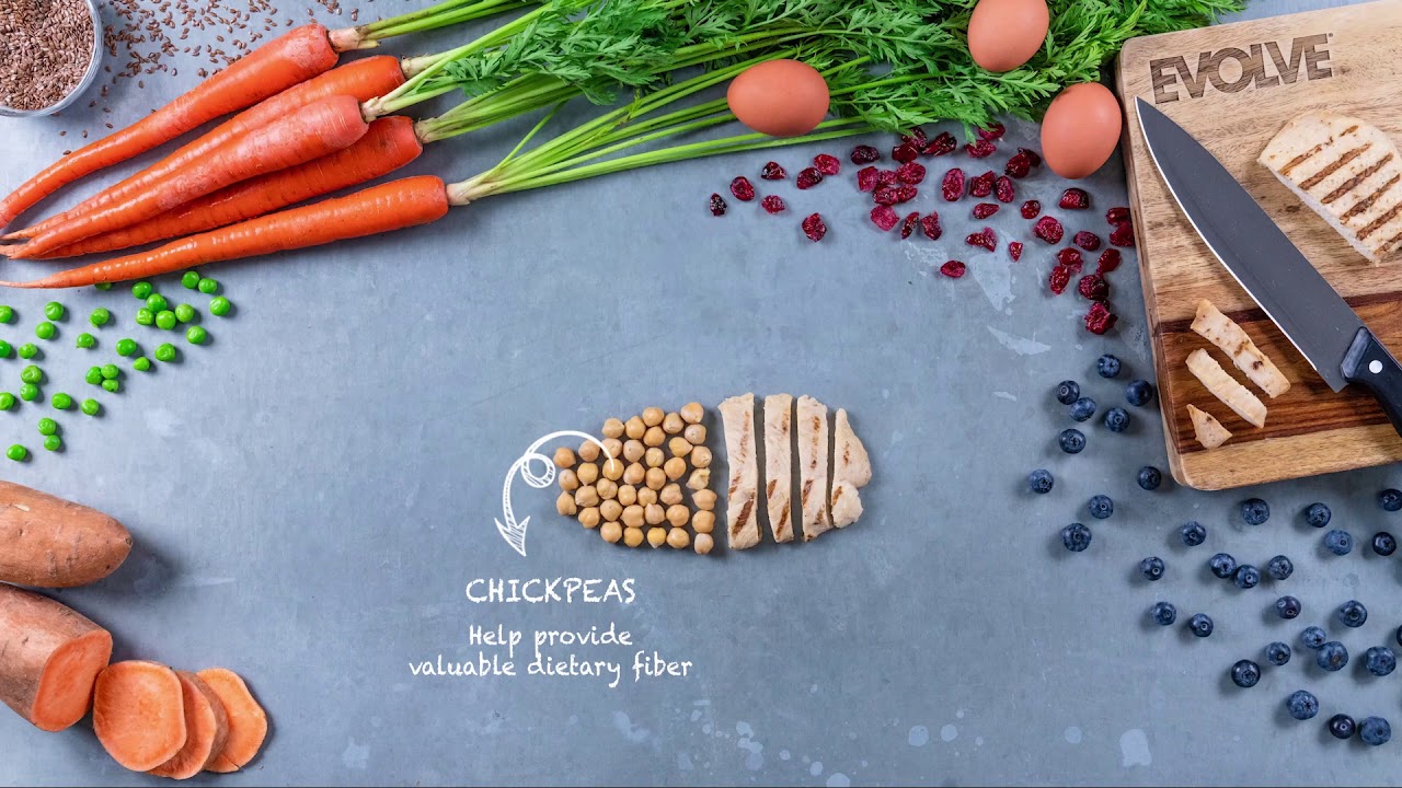 Evolve Gato Kitten - YouTube