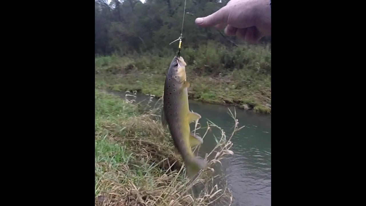 Trout fishing on the Little Turkey - YouTube