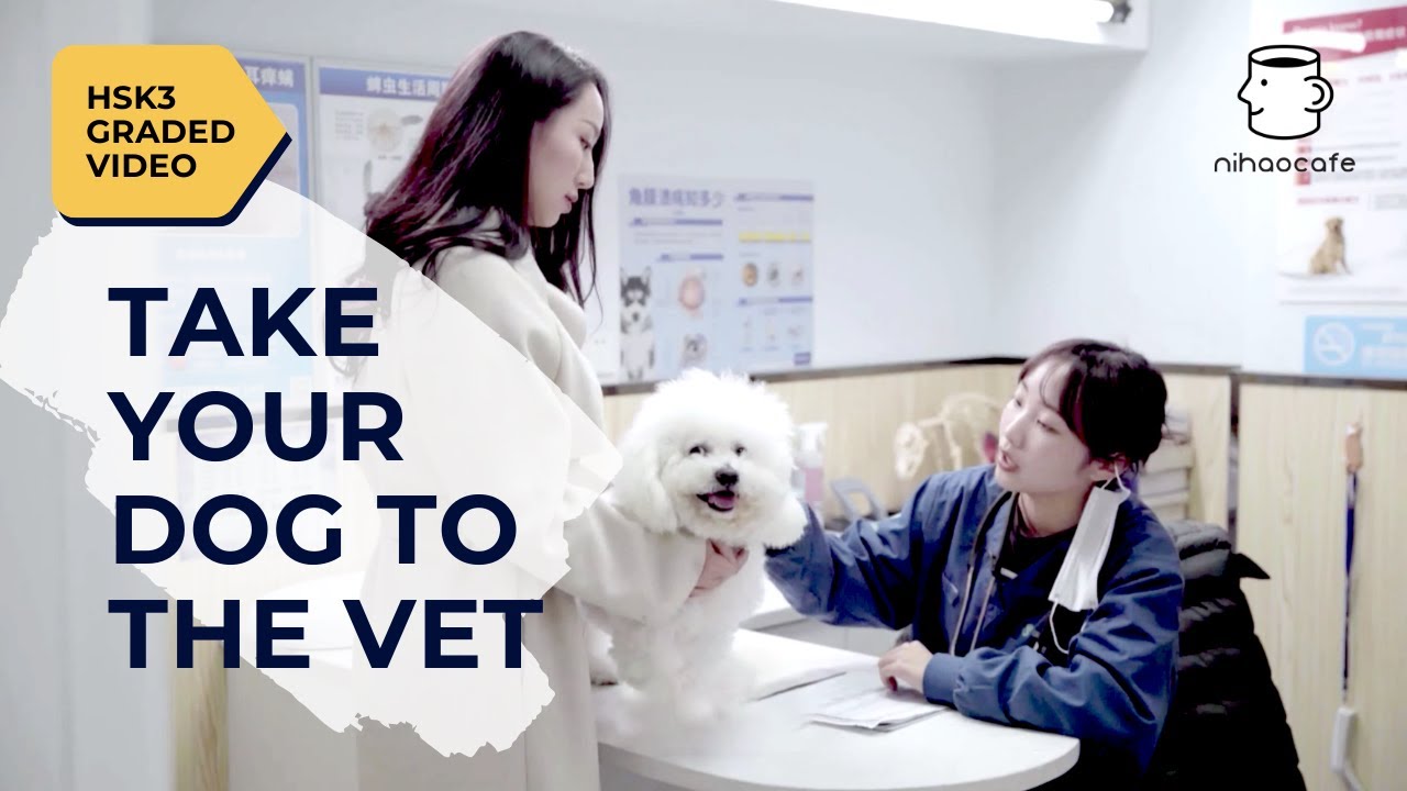 HSK3-Graded Video: Take Your Dog to the Vet | Learn Chinese in Shanghai ...