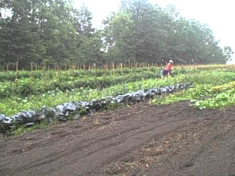 Harvest @ Edible Earth Farm - YouTube