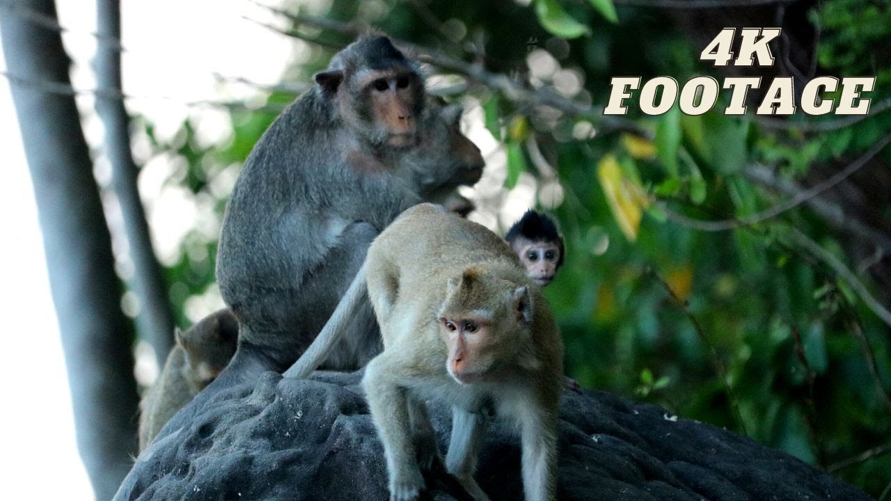 Baeutiful family Monkeys I Viral Monkey 4K Animal Footage - YouTube
