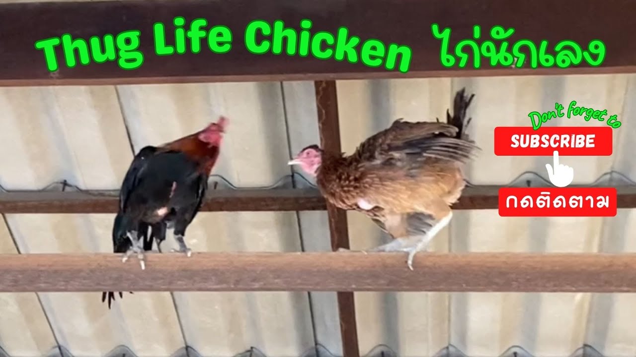 ไก่นักเลง EP.96 Thug Life Chicken - YouTube