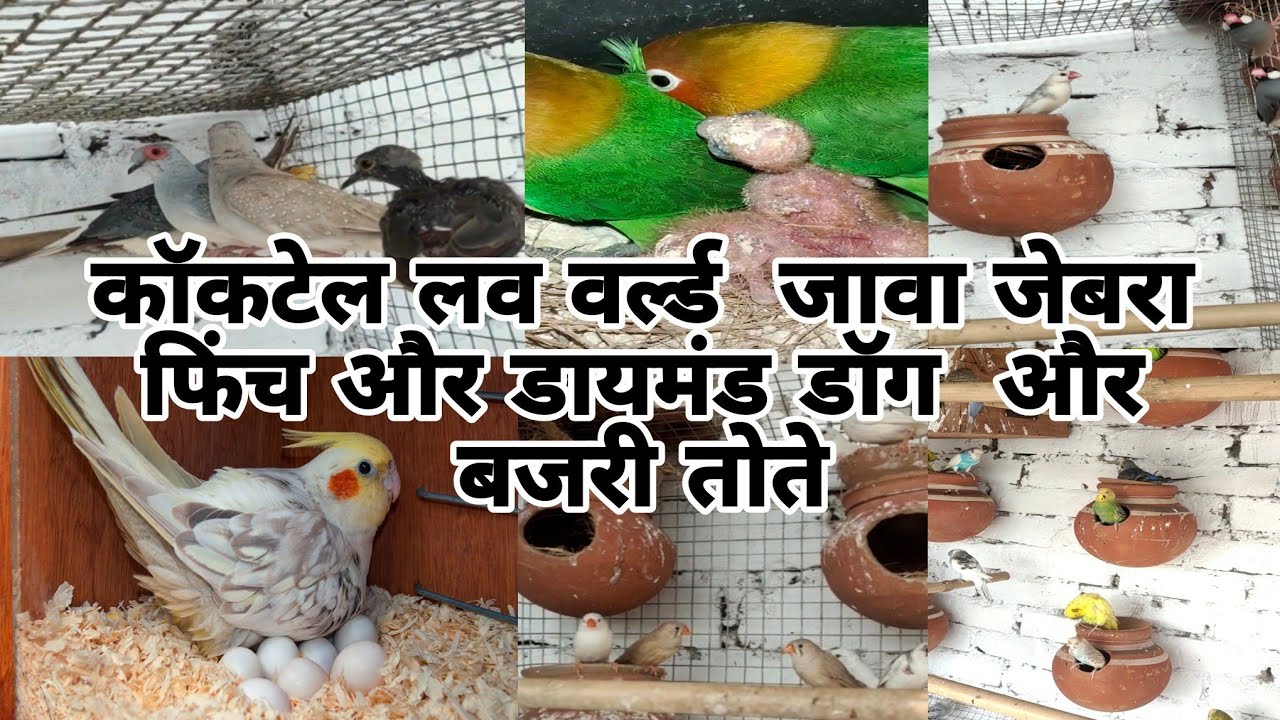 cocktail zebra French Java love bird bajari Tote Diamond Dove ...