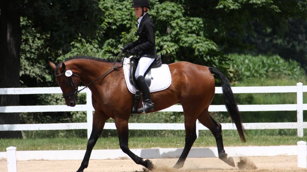 Mulks Eventing at Cobblestone H T July 2014 - YouTube