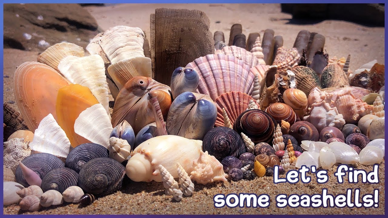 Finding Seashells at Hervey Bay | Mangroves & Collecting Wentletraps # ...