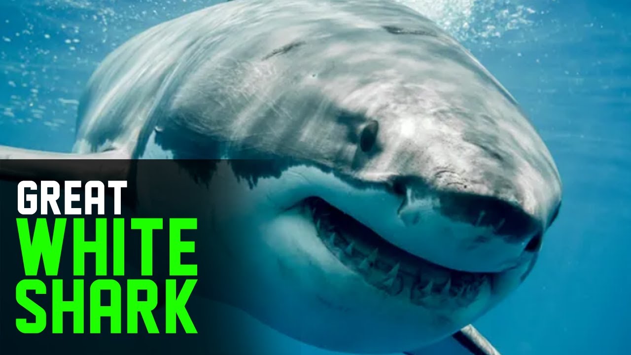 Do You Know This About The Great White Shark | 🦈🦈 Facts & Short Bio ...