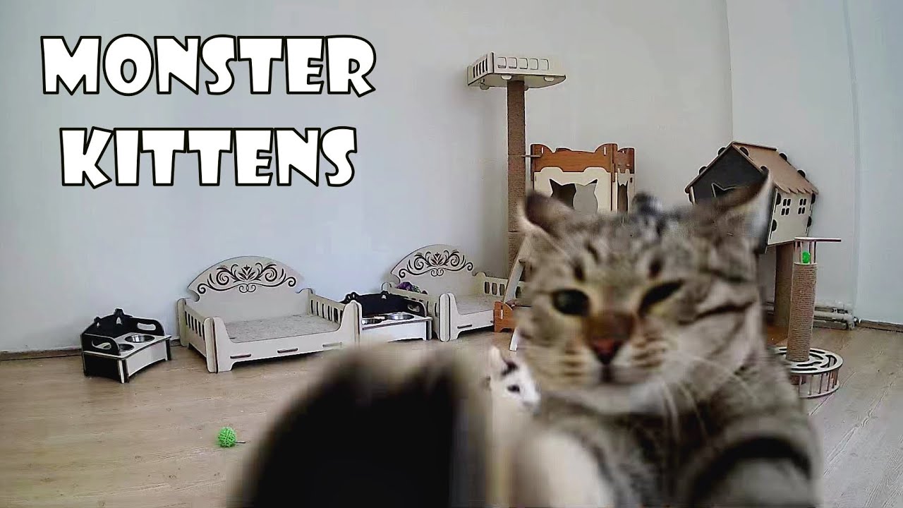 The hyperactive kittens turned the room upside down. Adorable Paws - YouTube