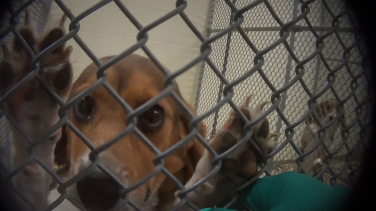 Animal Testing On Dogs In Labs