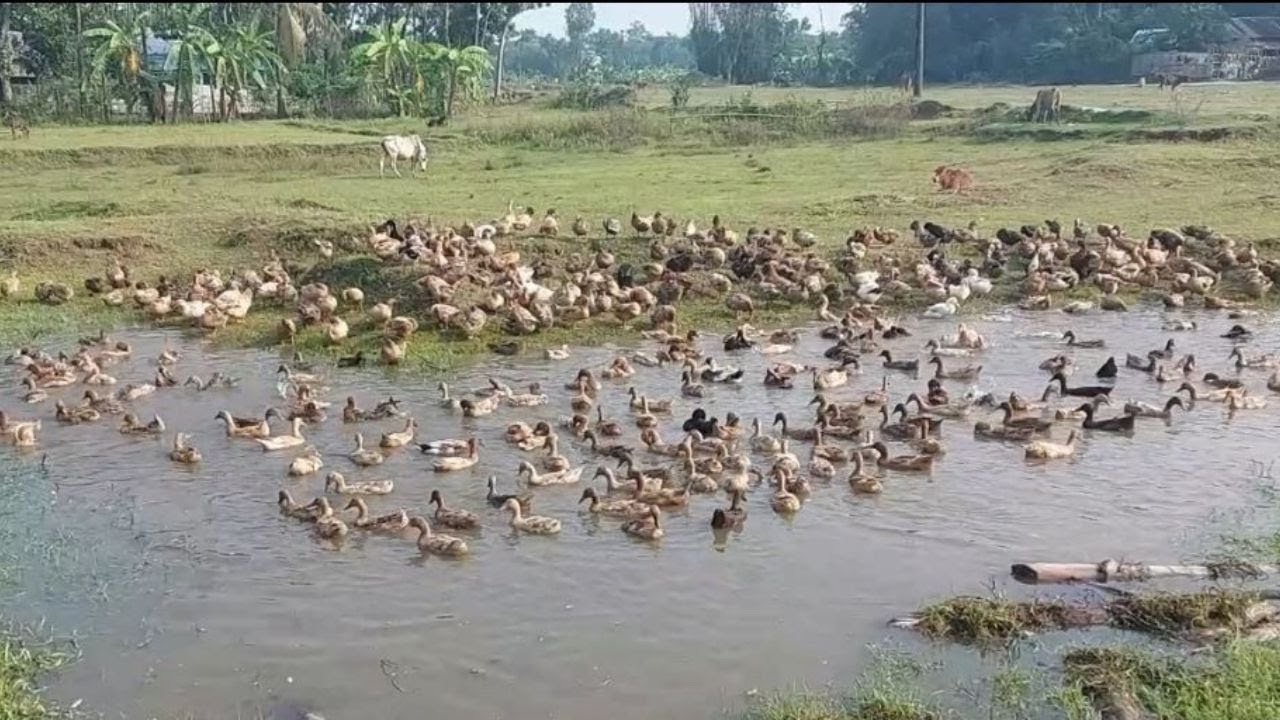 বাংলাদেশী হাঁসের খামার | Bangladeshi Duck Farm | Learning TV Bangla 24 ...