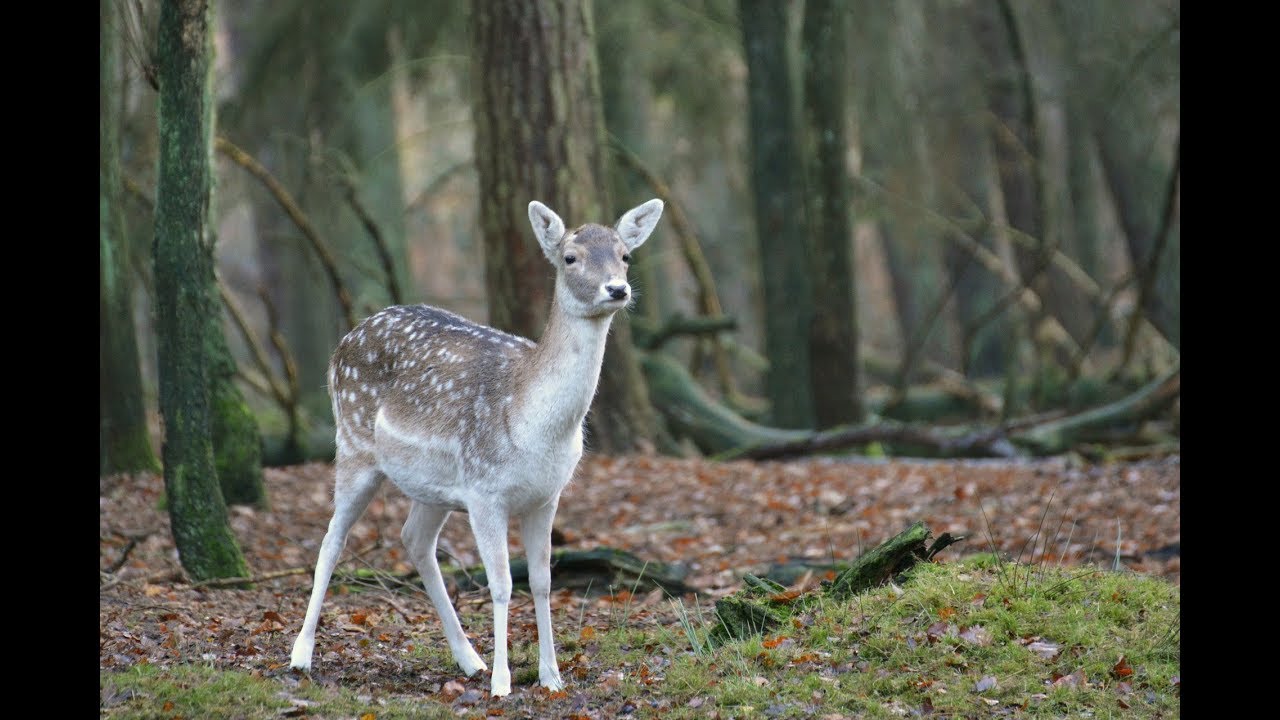Rehe, Rehe bellen, Tiergeräusche - YouTube