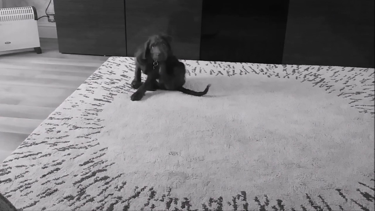 Darude - Sandstorm (Dog Edition) - YouTube