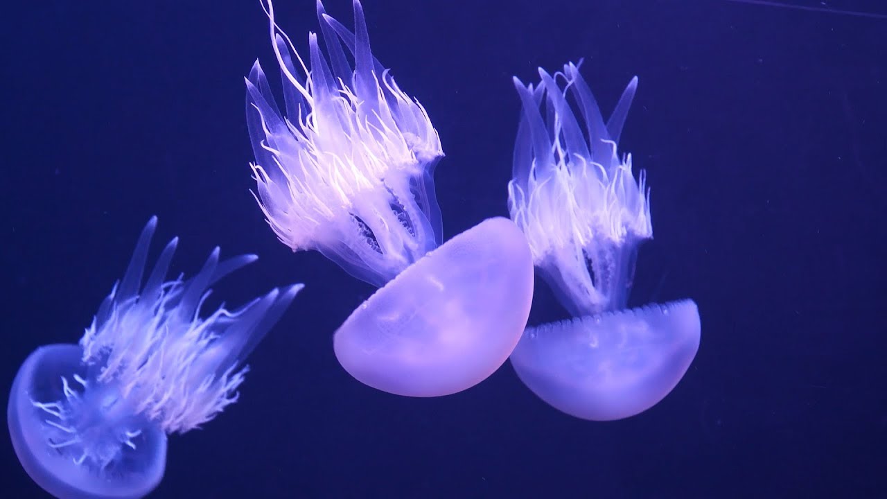New jellyfish, Rhopilema esculentum - YouTube