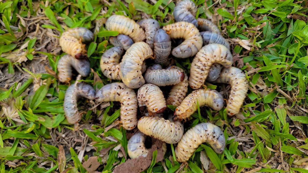 Looking Insects Under Coconut Tree Meet Beetle Worm | Small Kh - YouTube