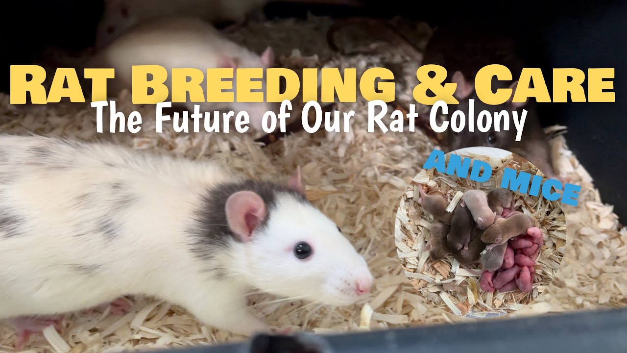 Rat Breeding & Care | Moving and the Future of Our Colony | PLUS New ...