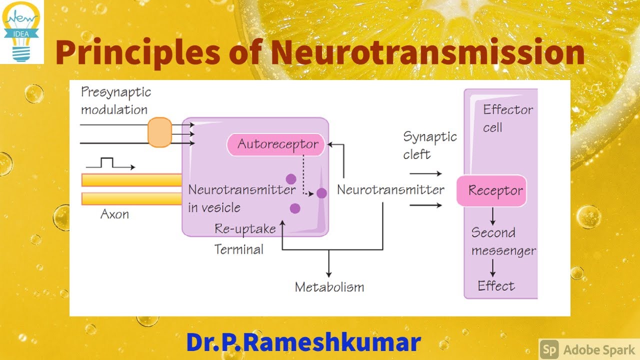 Neurotransmission Neurotransmission