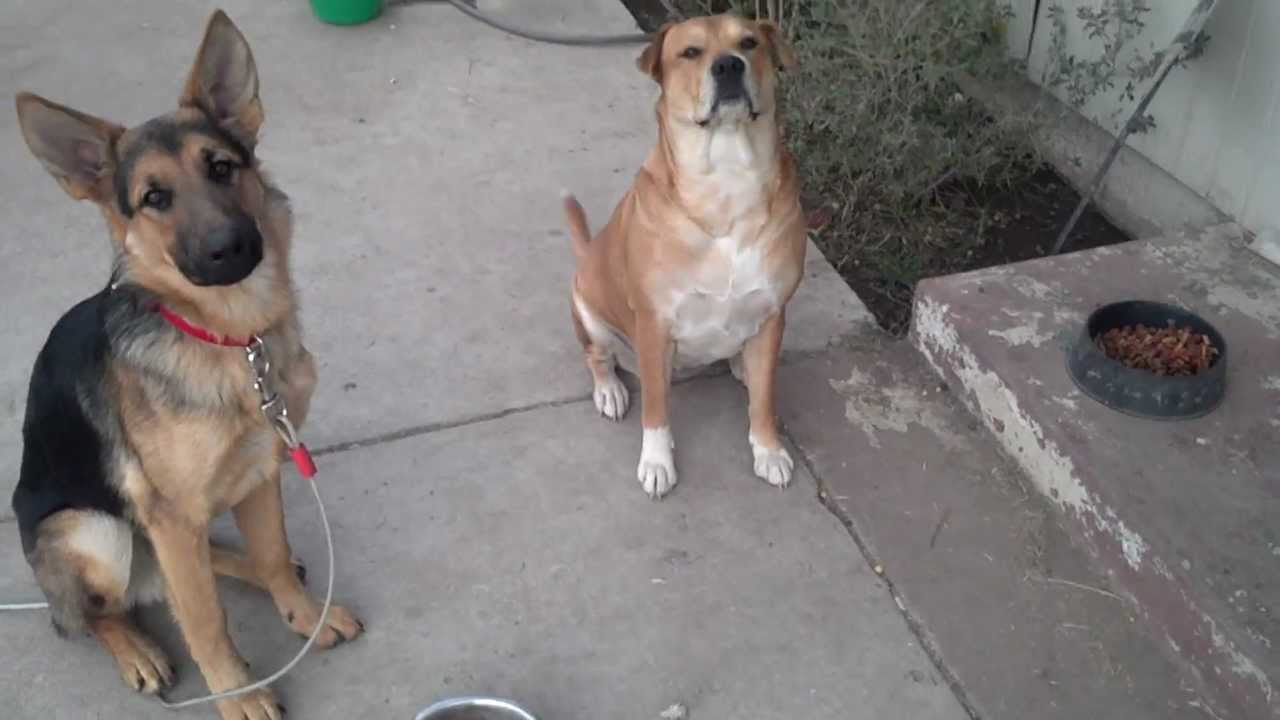 My dogs eat on command - YouTube