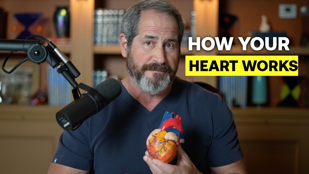 The Basics of How Your Heart Works - YouTube